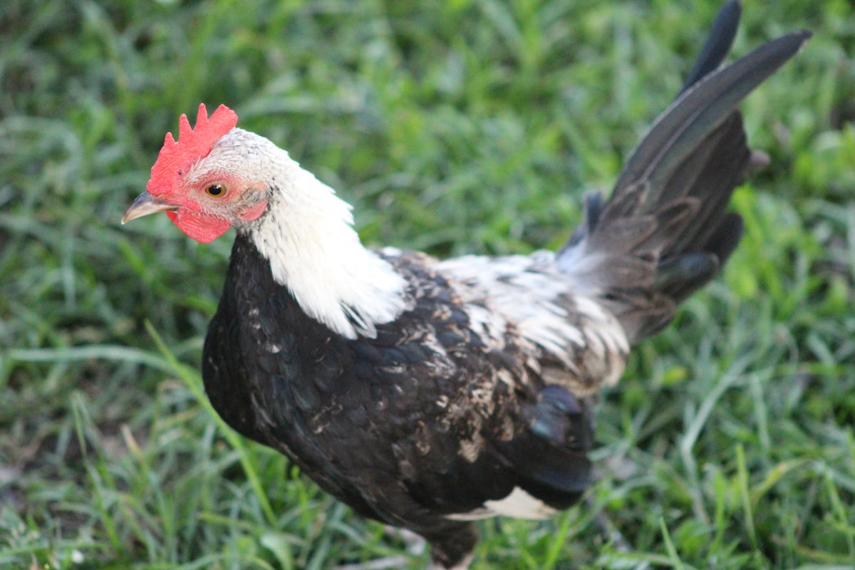 Sebright Bantam Breed Spotlight – Coop Care