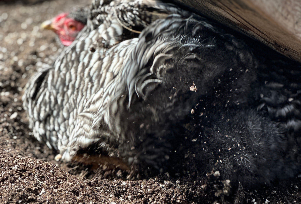 The Vital Importance of Dust Baths for Chickens – Coop Care