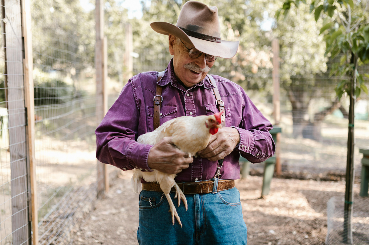 Making Life Easier for Aging Chickens: Tips for a Happy, Healthy Senio ...