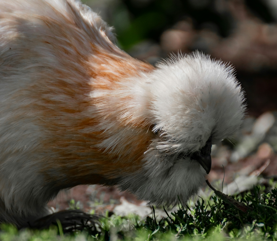 Canker Sores in Chickens? Here’s How to Help! – Coop Care