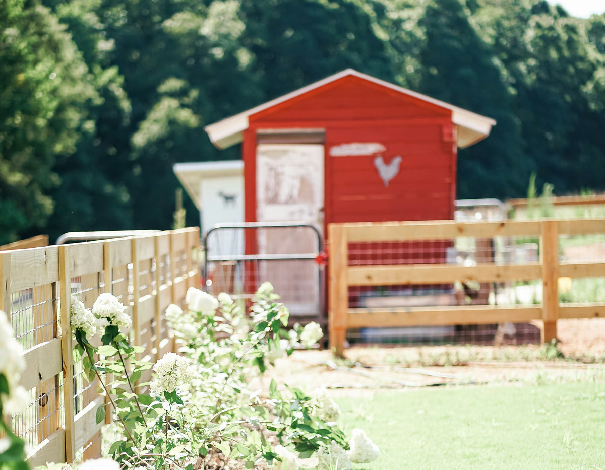 Starting Your Homestead: A Guide for Backyard Chicken Owners – Coop Care