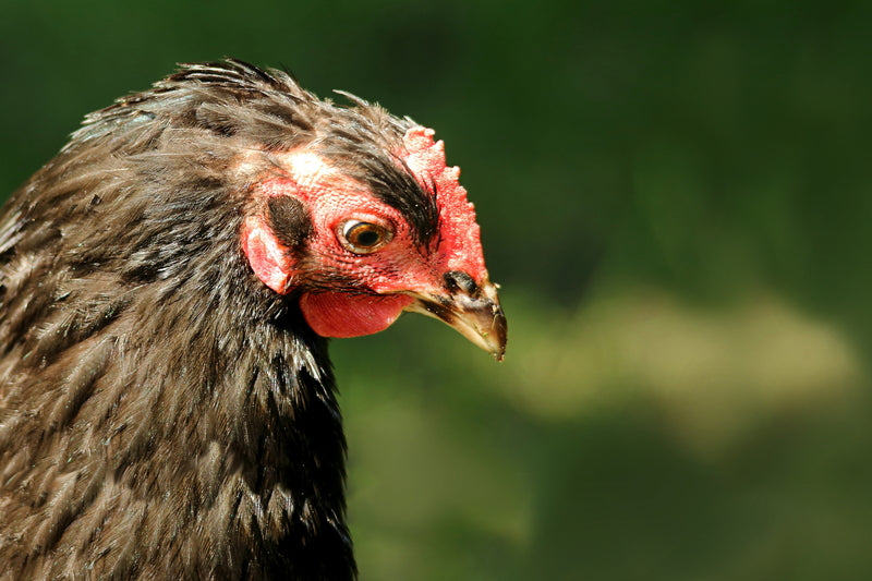 Understanding the Molt – Coop Care