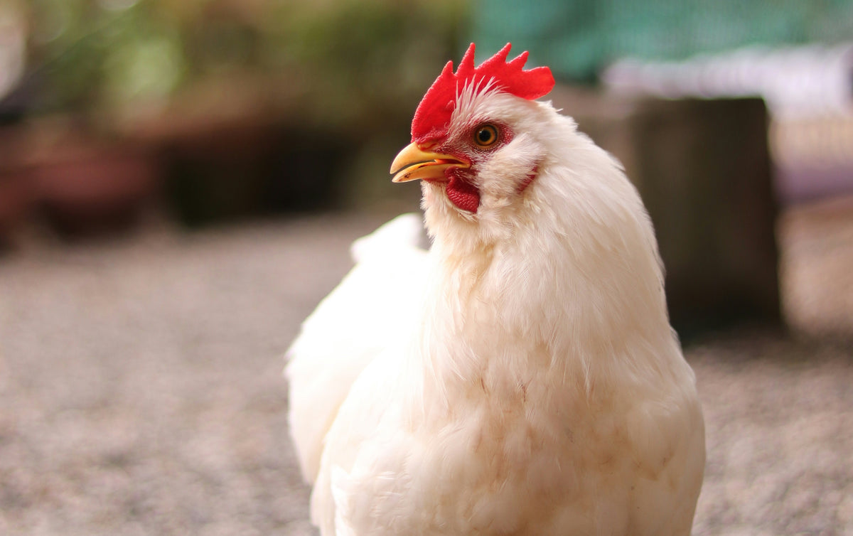 How to Care for Sick Birds – Coop Care