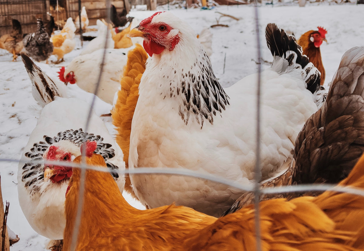 Winter Wings: Ensuring Your Chickens Cozy Up and Cluck Through the Chi ...