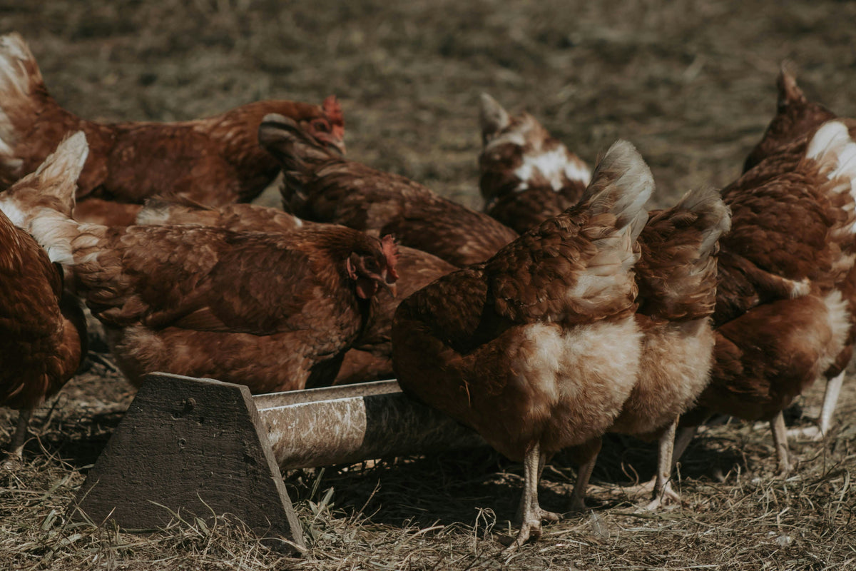 Helping Your Flock Through Fall Molt with High-Protein Treats – Coop Care