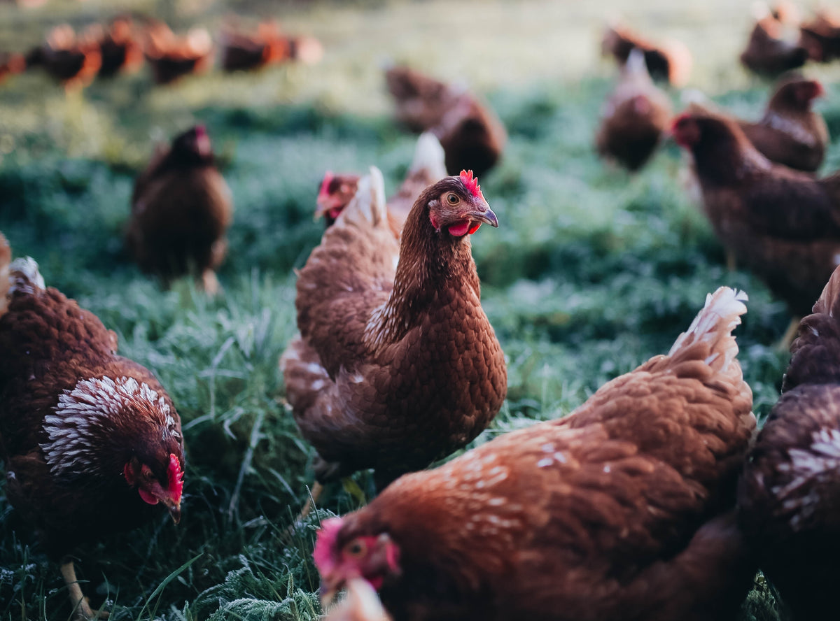 Cluckin' into the New Year: 7 Resolutions for Backyard Chicken Owners ...