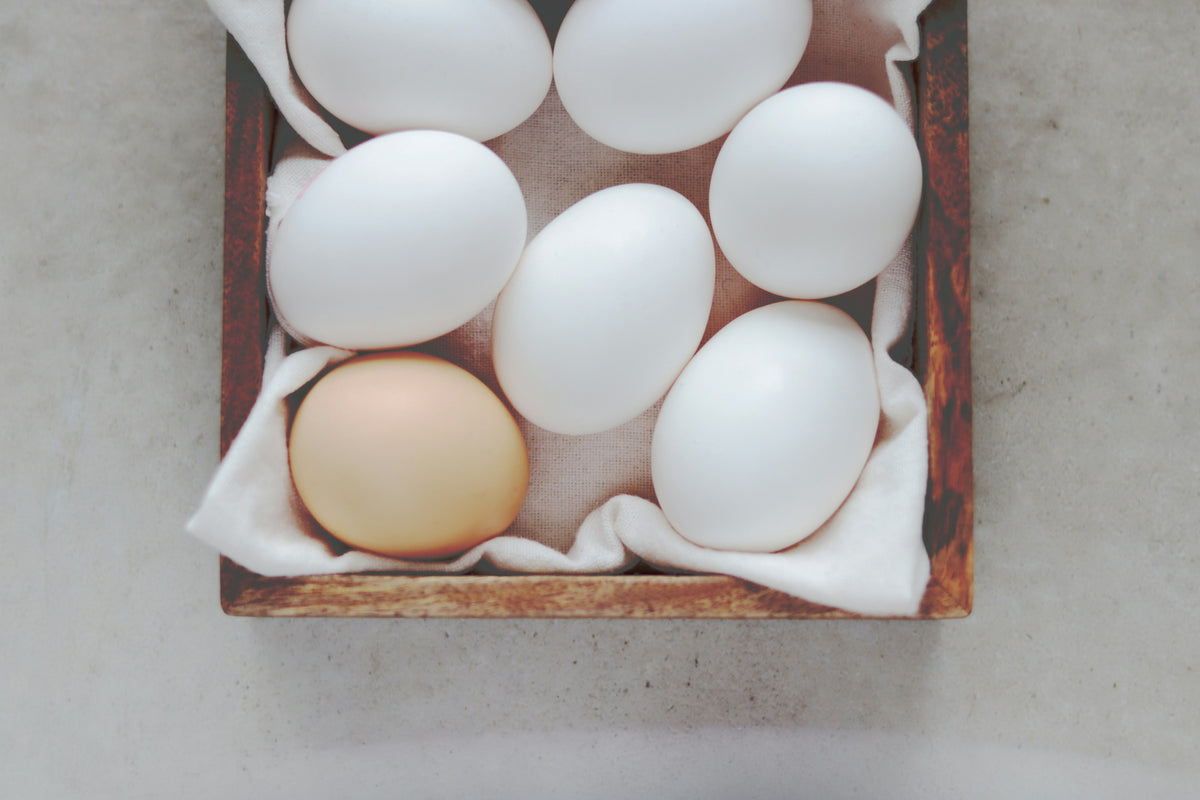 Fall Egg Laying Patterns: What to Expect and How to Keep Production Up ...
