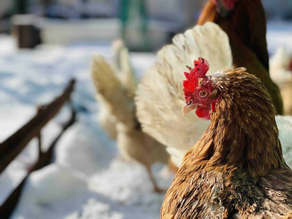 How to Prevent Frostbite on Chicken Combs and Wattles – Coop Care