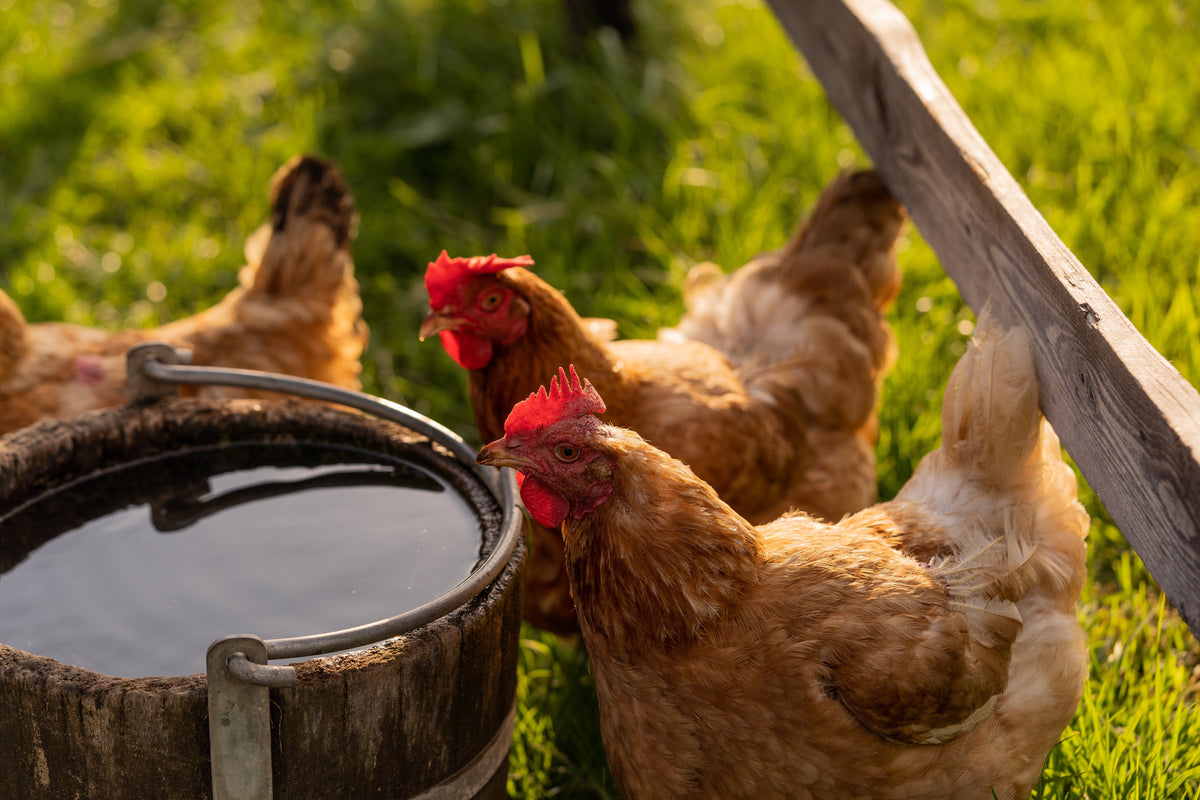 Turn Rain Into Fresh Water for Your Chickens – Coop Care